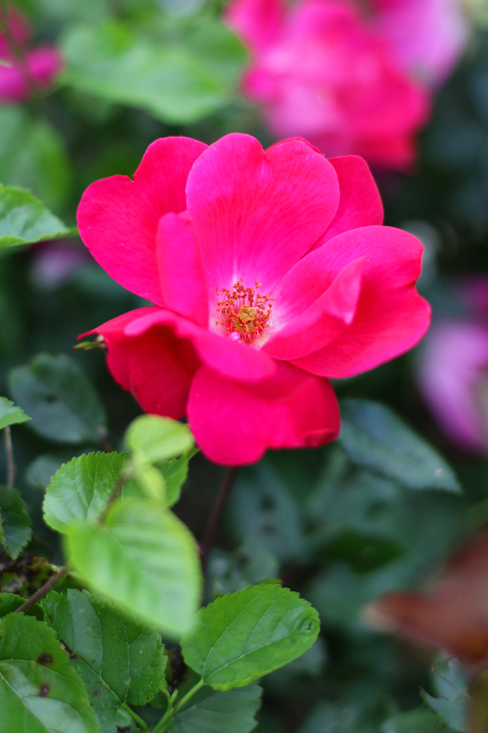 Gallery « Kite House at The Parks